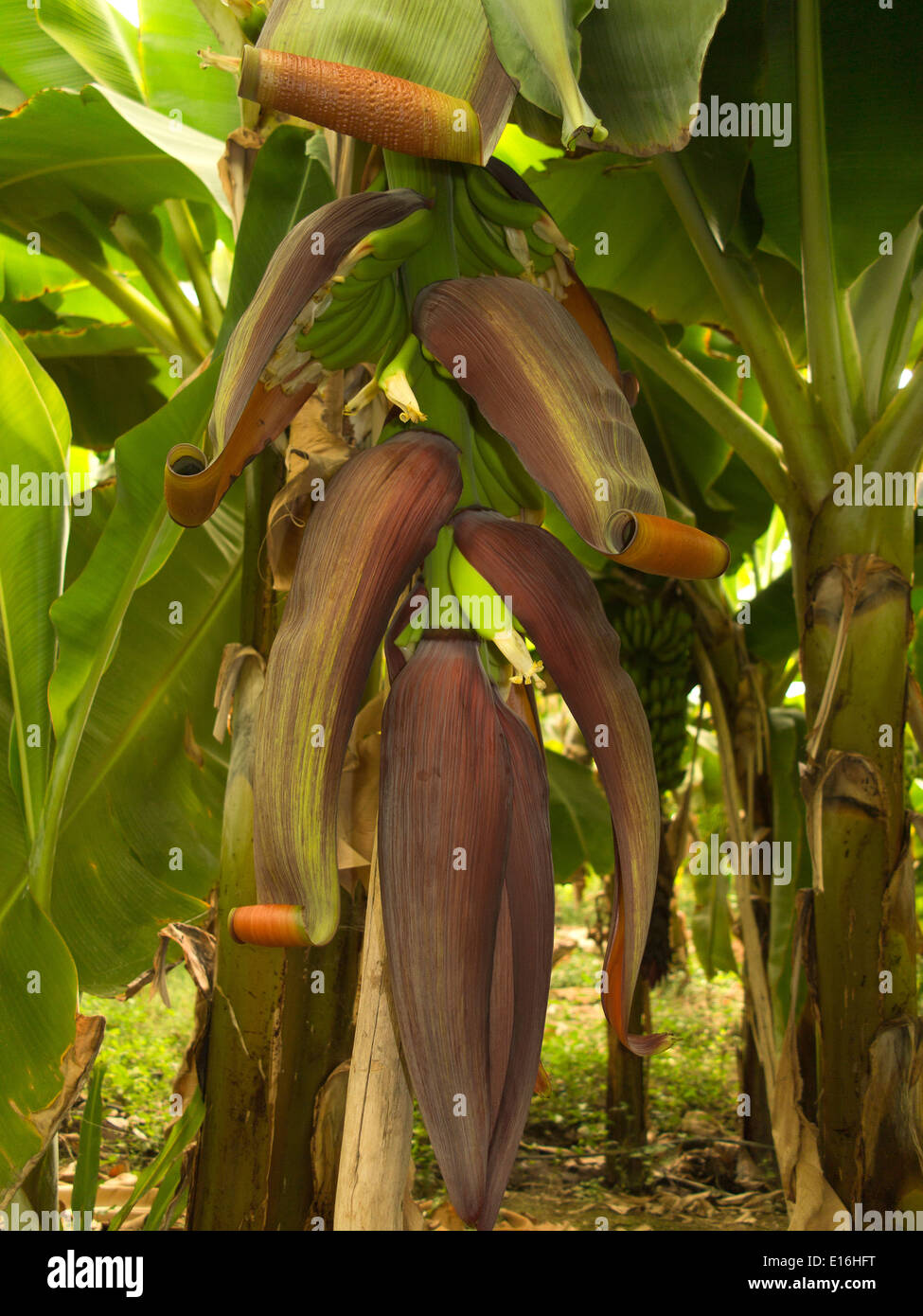 Banana ovary hi-res stock photography and images - Alamy