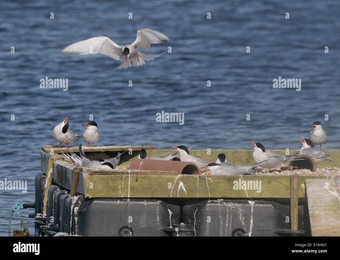 Floating nesting hi-res stock photography and images - Alamy