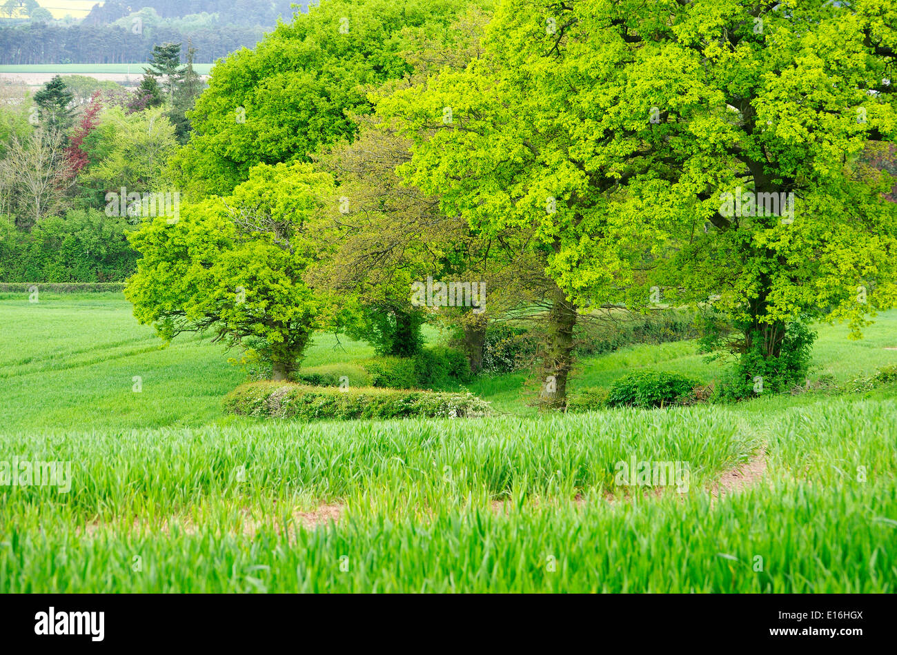 Oak Trees ( Quercus robur ) Forming a Field Boundary in Spring, UK ...