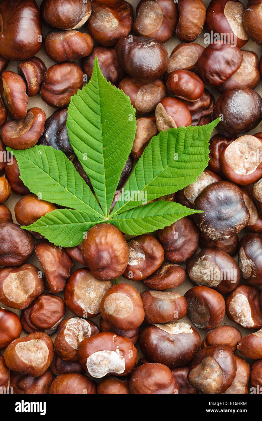 Buckeye leaf hi-res stock photography and images - Alamy
