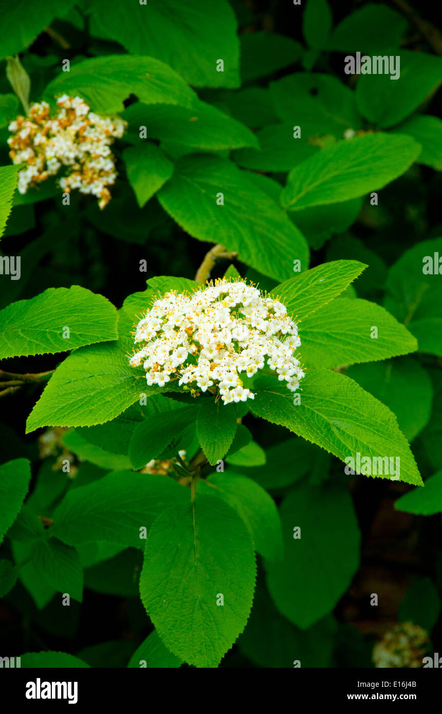 Wayfaring Tree in Blossom ( Viburnum lantana ), UK in Spring Stock ...