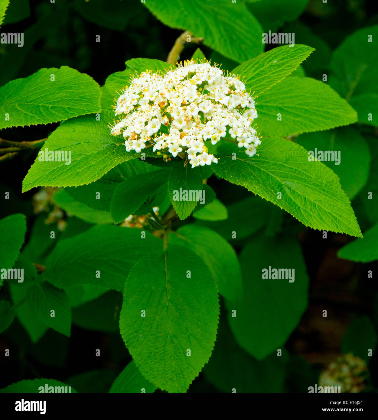 Wayfaring Tree in Blossom ( Viburnum lantana ), UK in Spring Stock ...