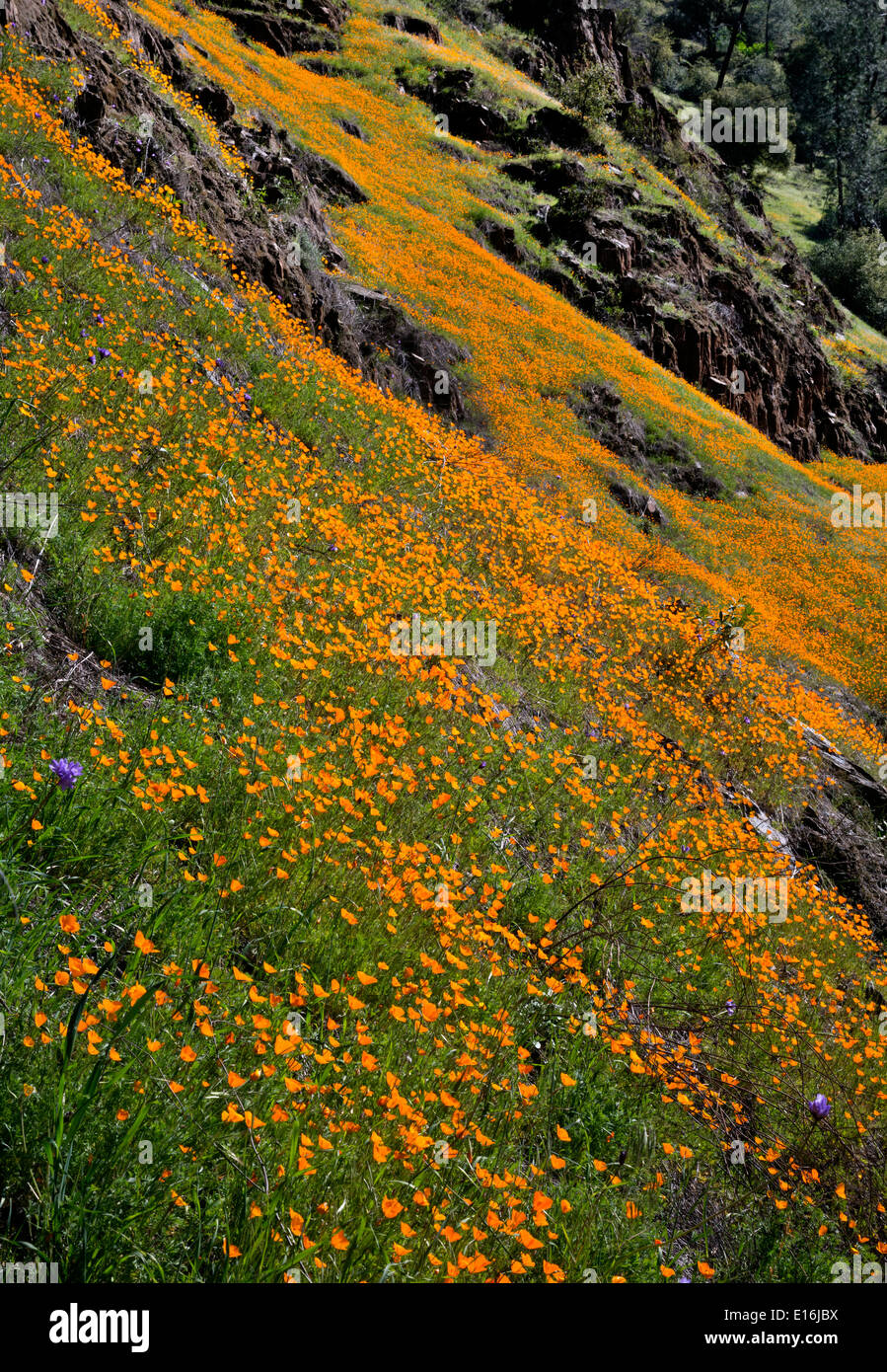 Wildflowers On Hillside High Resolution Stock Photography and Images ...