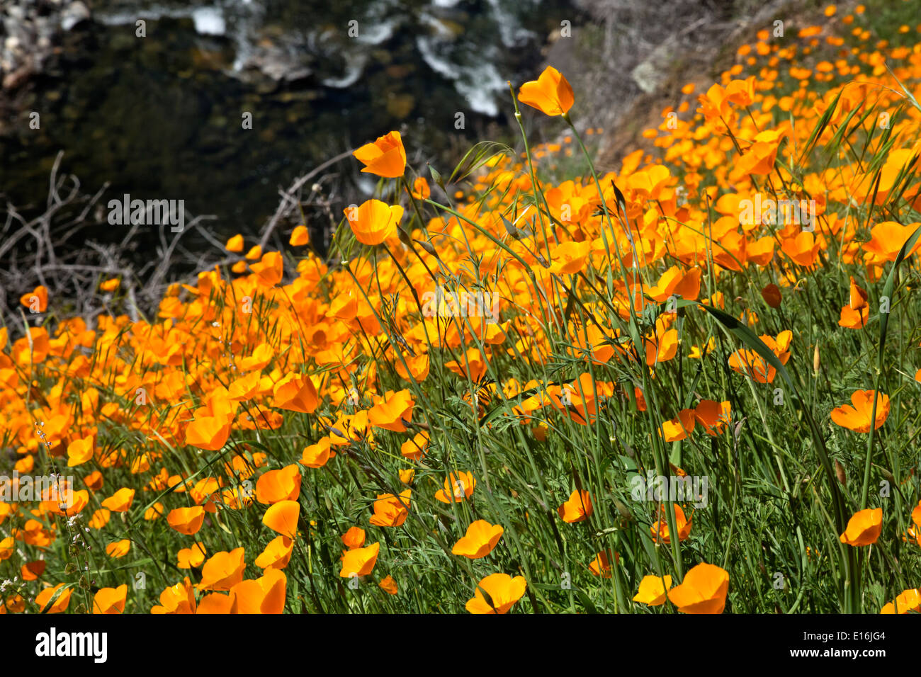 CALIFORNIA - Mass of poppies blooming on a colorful hillside along the ...