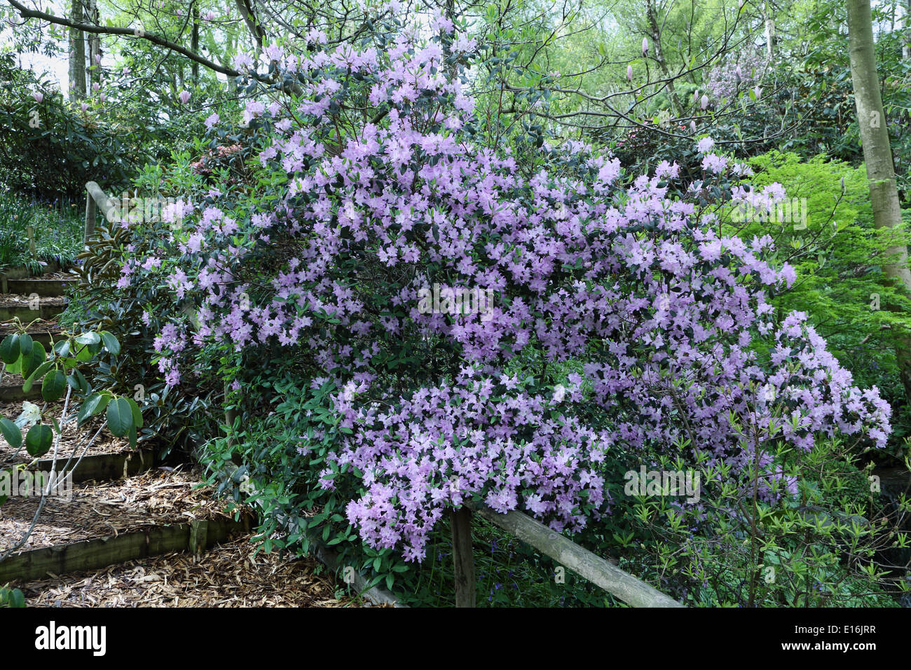 The Himalayan Garden Grewelthorpe Ripon Stock Photo - Alamy