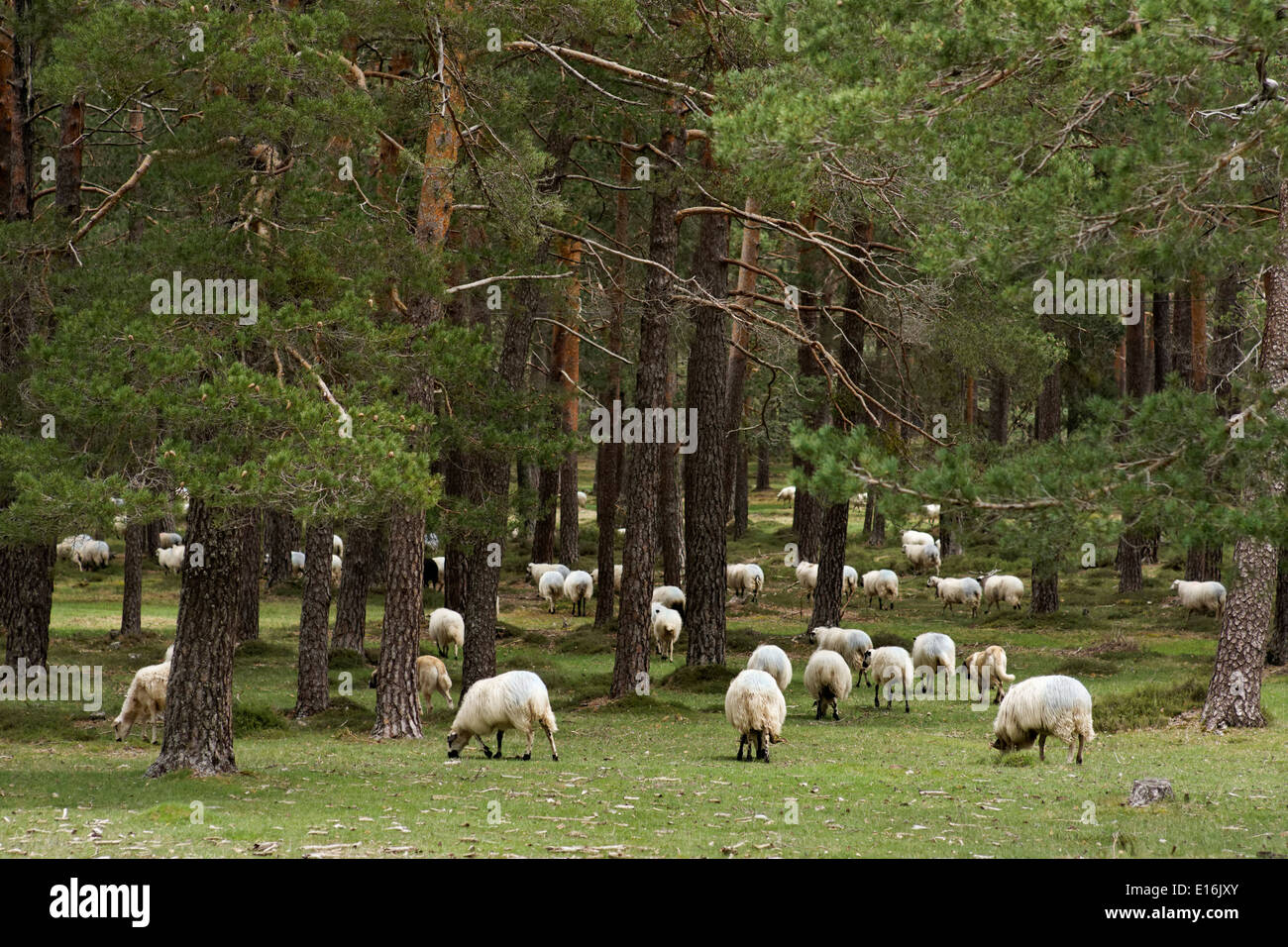 Spain sheep sheep hi-res stock photography and images - Alamy