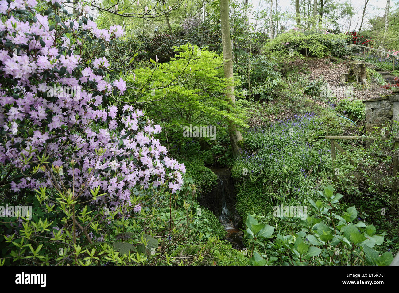 The Himalayan Garden Grewelthorpe Ripon Stock Photo - Alamy