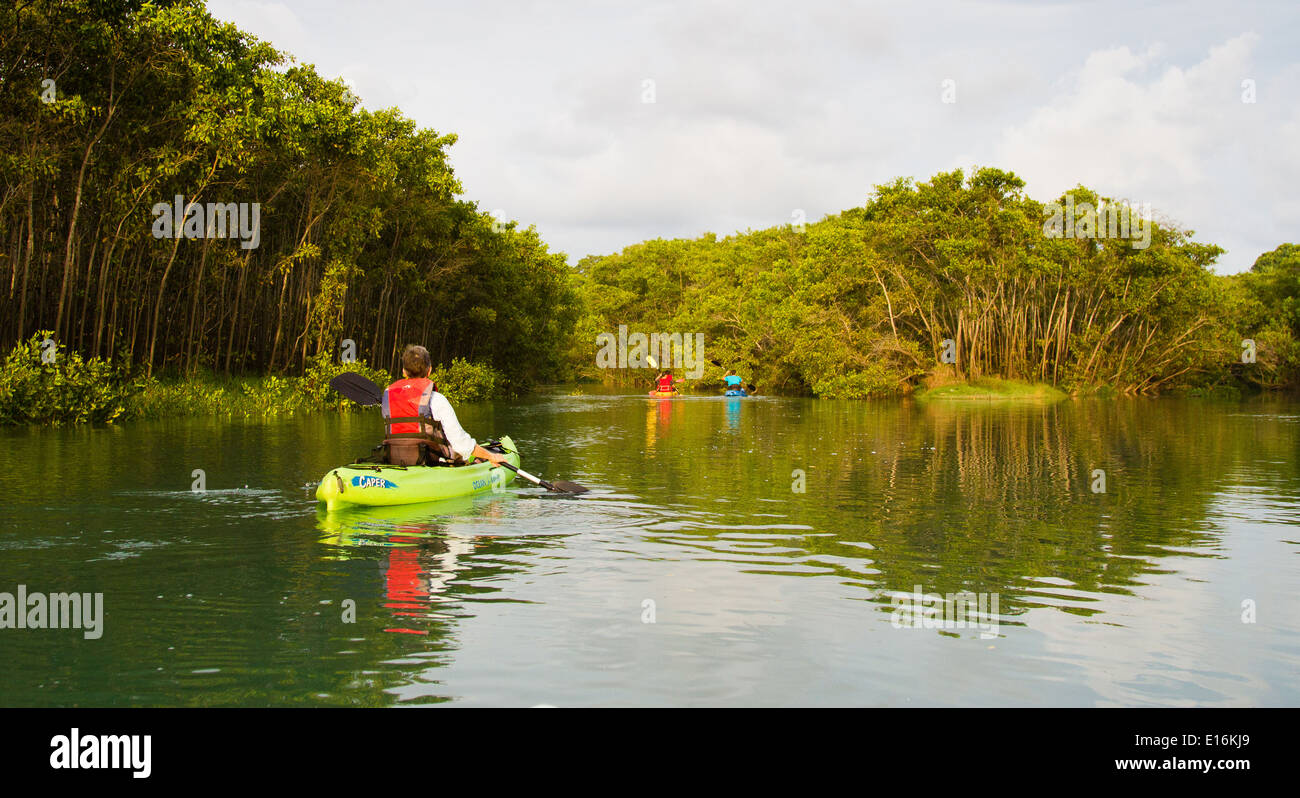 Kayaking on the Pejeperro Lagoon and mangrove forest on the Osa ...