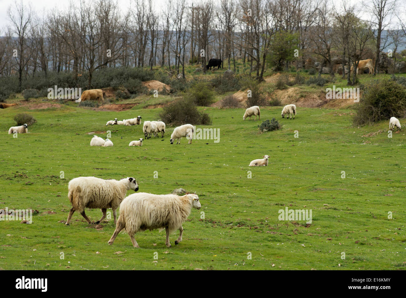 Spain Sheep Sheep Stock Photos & Spain Sheep Sheep Stock Images - Alamy