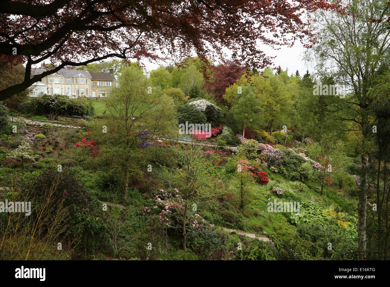 The Himalayan Garden Grewelthorpe Ripon Stock Photo - Alamy