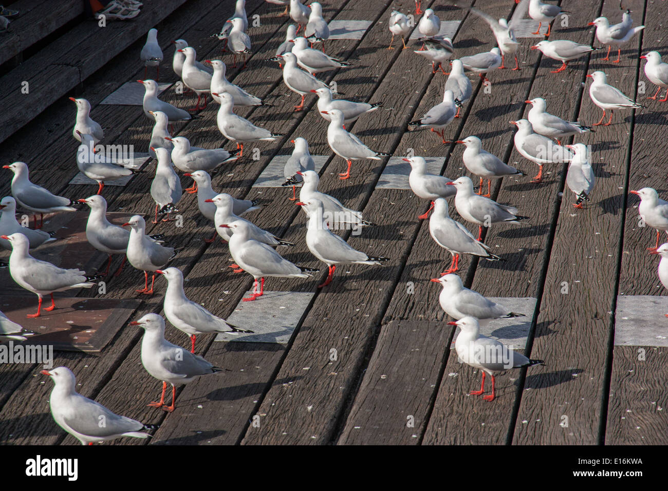 Australian seagulls hi-res stock photography and images - Alamy