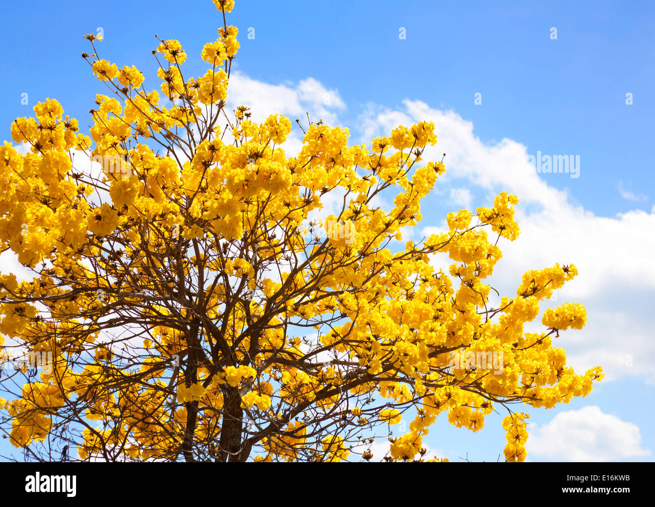 Tube shaped leaf hi-res stock photography and images - Alamy
