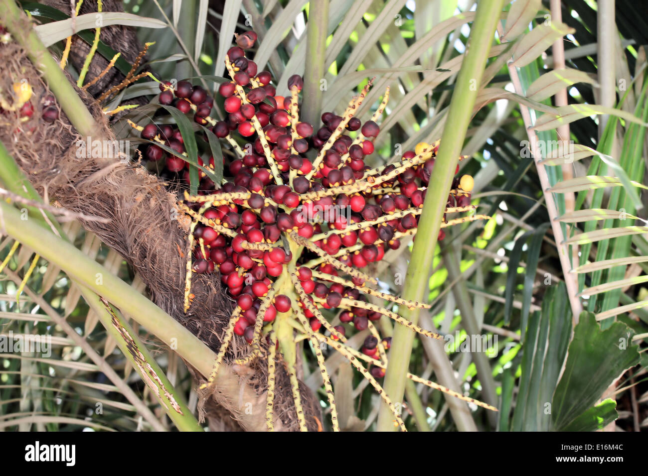 Palm seed hi-res stock photography and images - Alamy