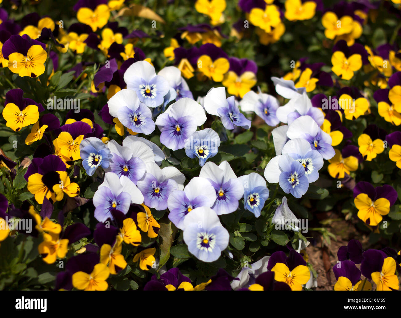 viola tricolor pansy, flower bed bloom in the garden Stock Photo - Alamy