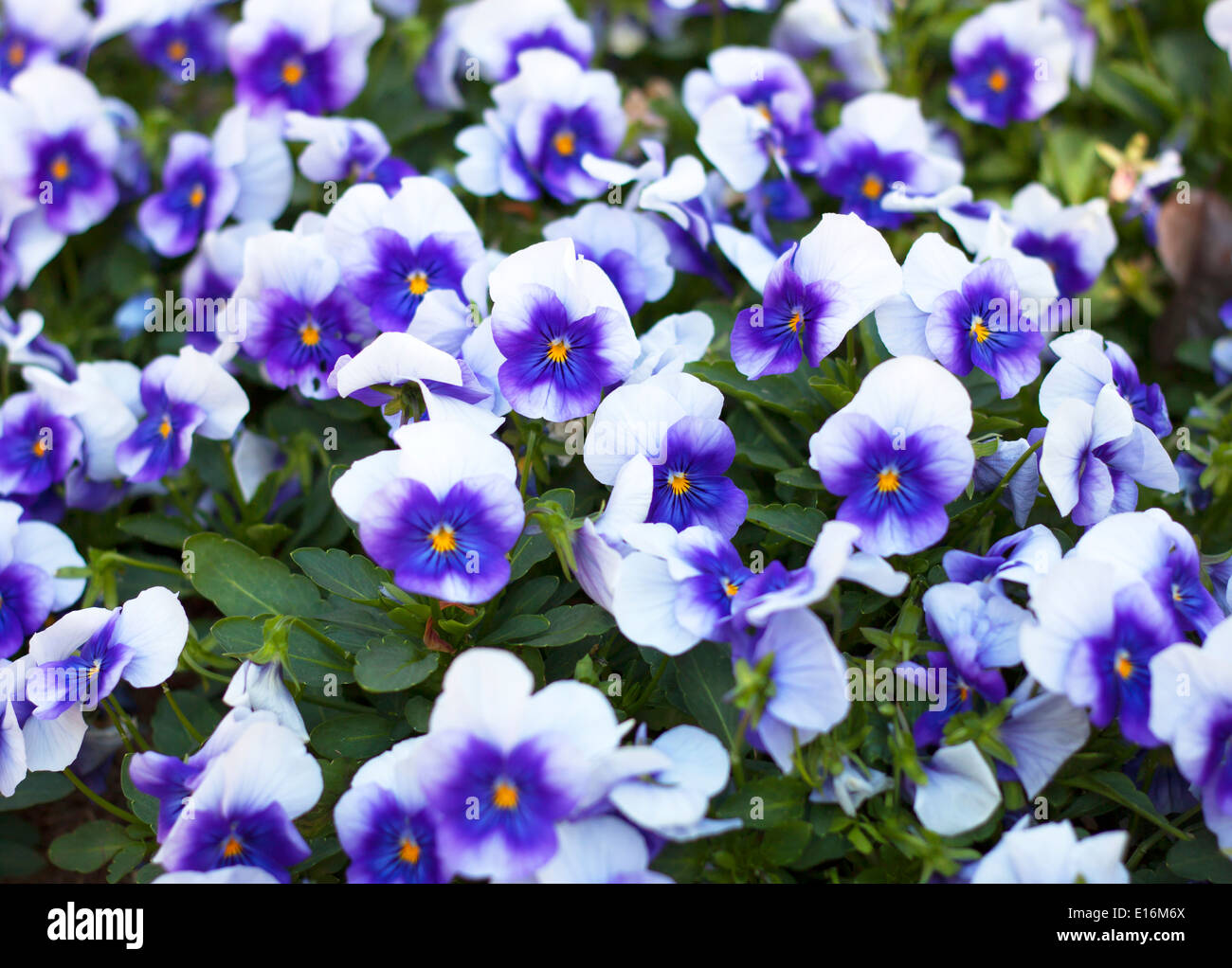 viola tricolor pansy, flower bed bloom in the garden Stock Photo - Alamy