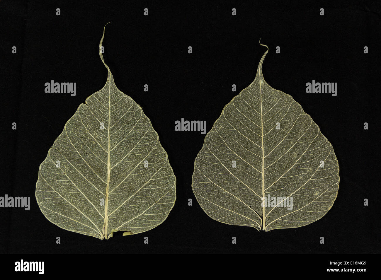 bodhi leaves vein isolate on black Stock Photo - Alamy