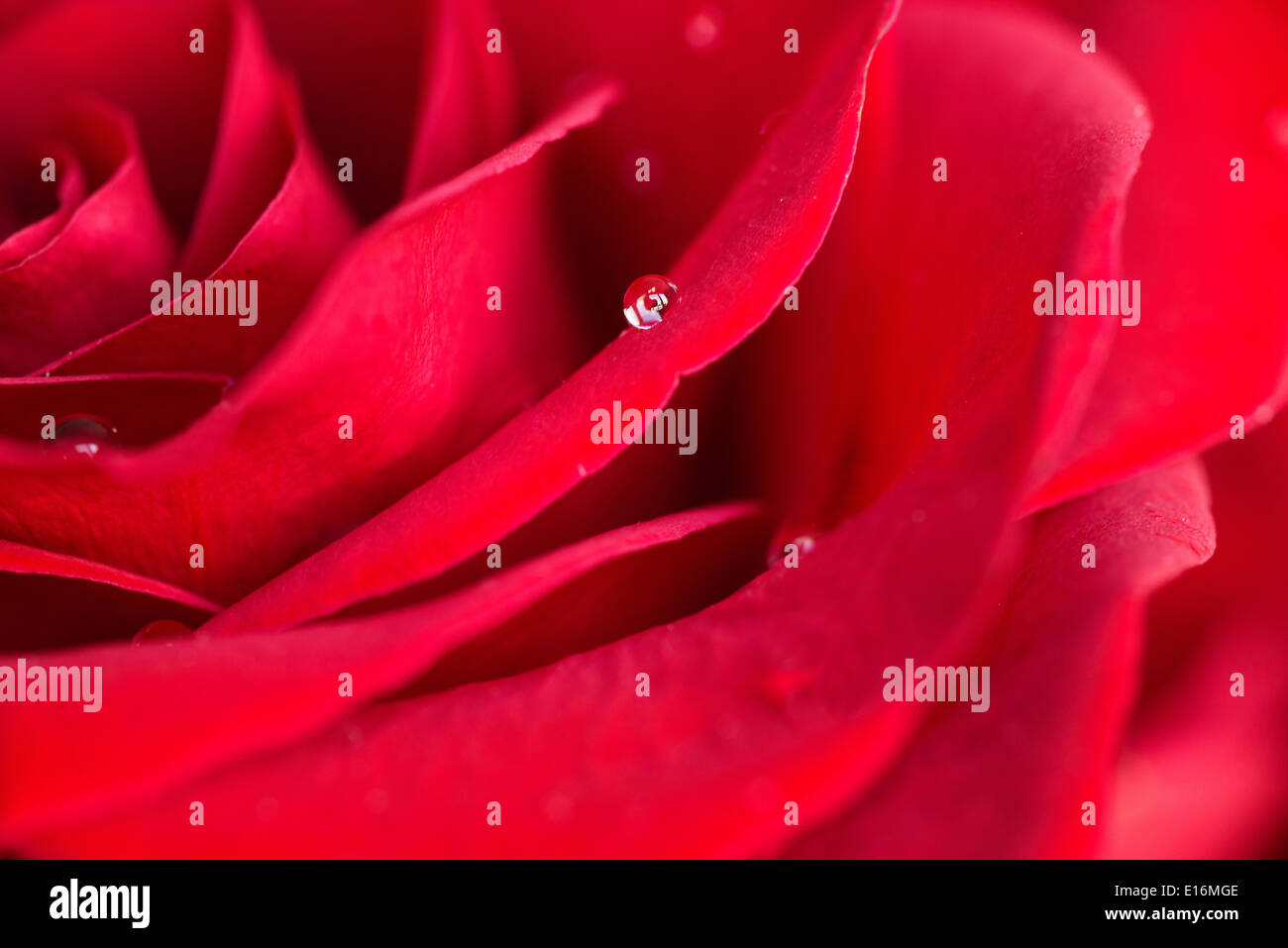 Drop on red flower Stock Photo - Alamy