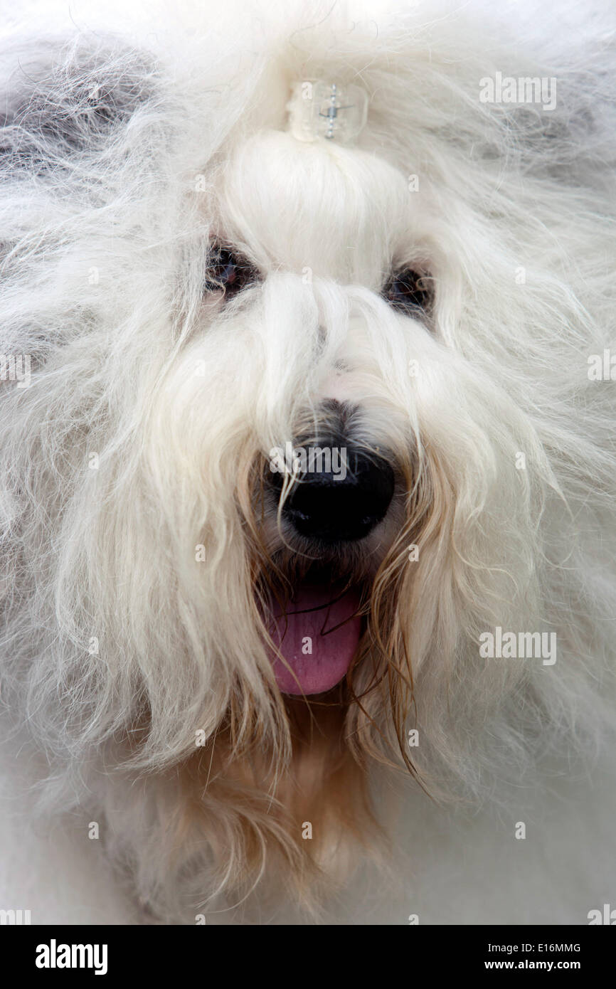 Portrait bobtail dog Stock Photo - Alamy