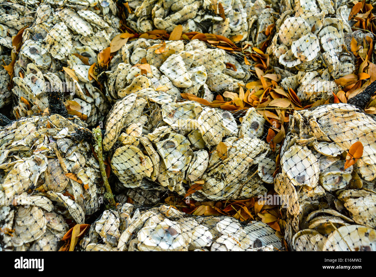 Close-up of Hundreds of net bags full of seashells stacked high near ...
