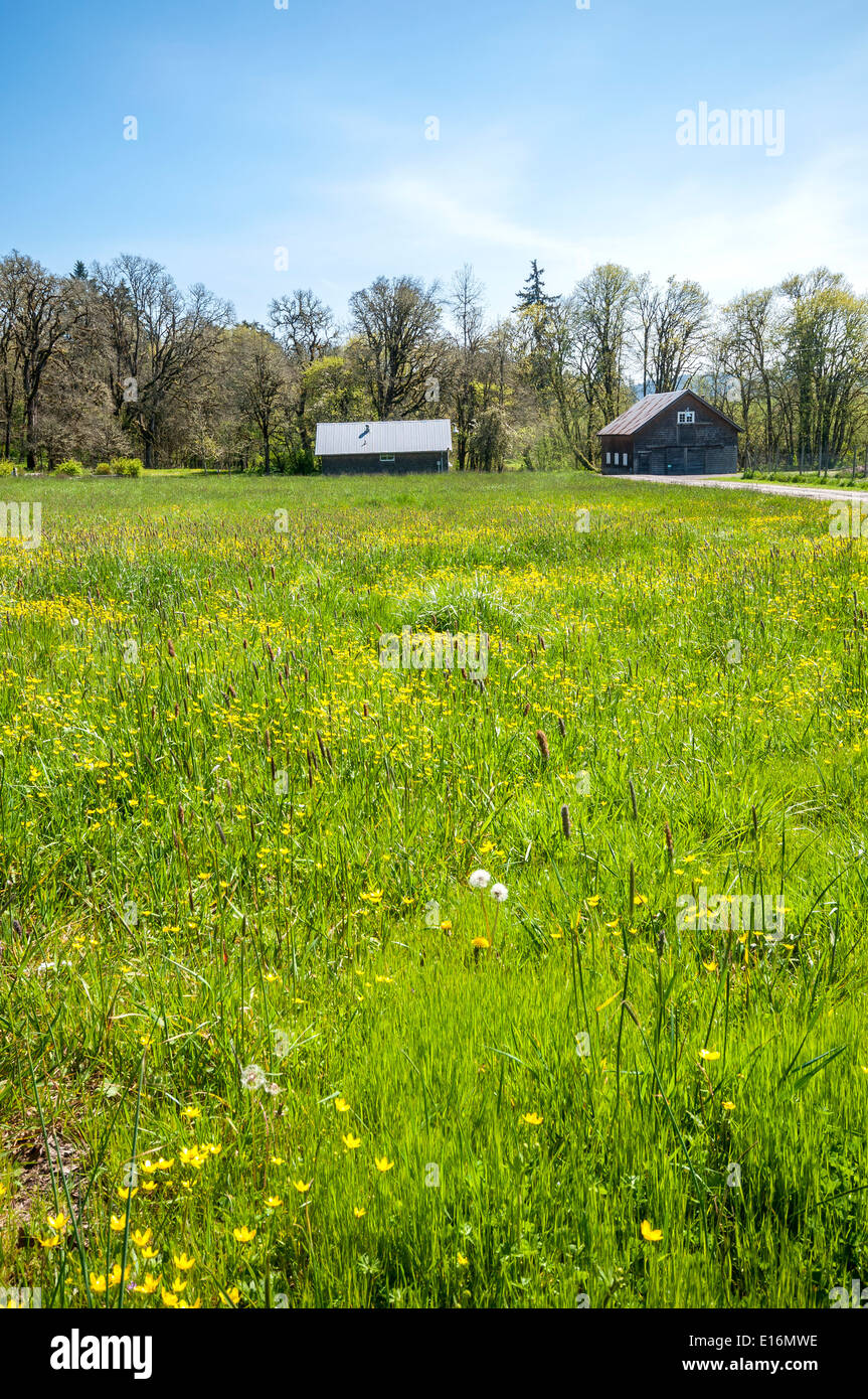 Dorris Ranch Park near Springfield, Oregon Stock Photo - Alamy