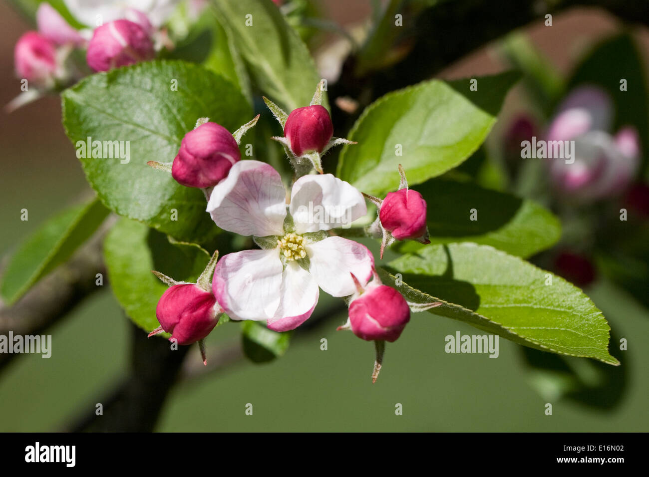 Greensleeves apple tree hi-res stock photography and images - Alamy