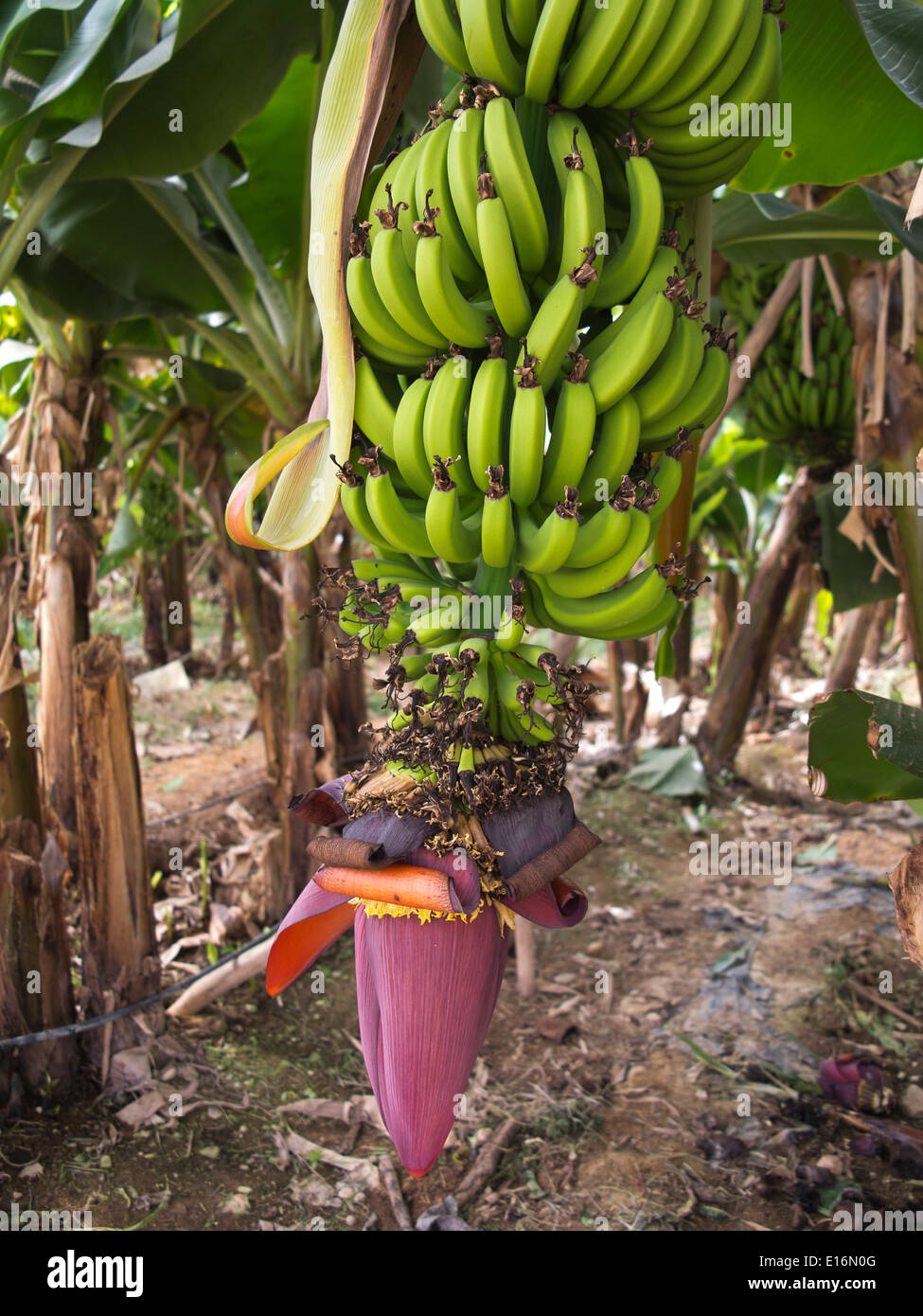 Details of banana trees showing unripe green fruit and inflorescence ...