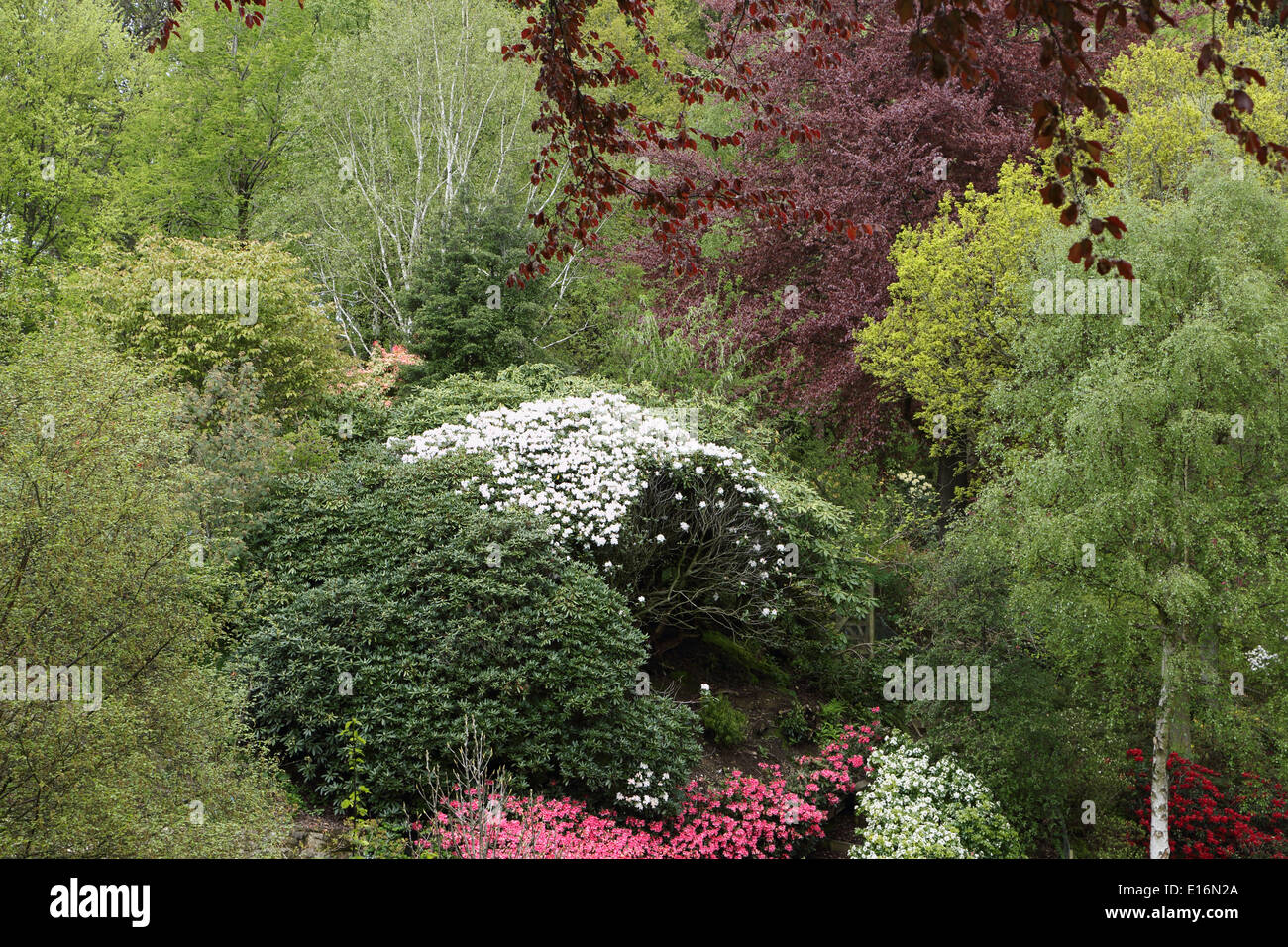 The Himalayan Garden Grewelthorpe Ripon Stock Photo - Alamy
