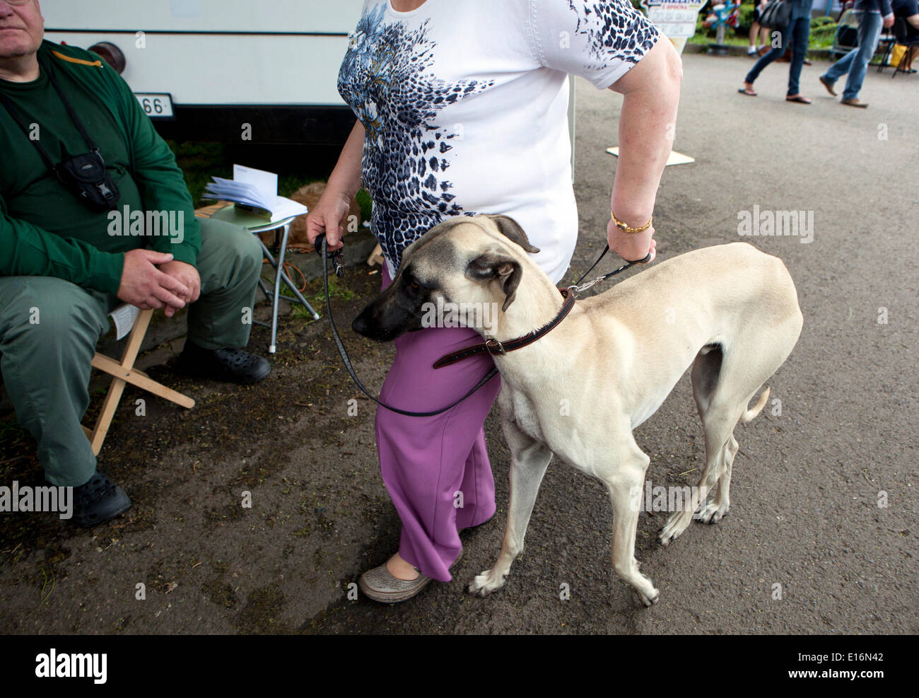Greyhound with owner Stock Photo - Alamy