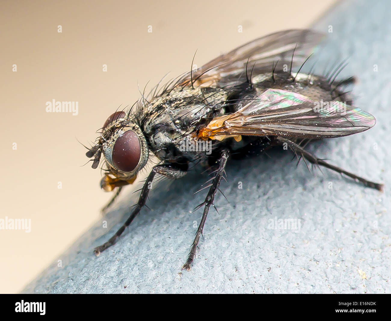 Big fly hi-res stock photography and images - Alamy