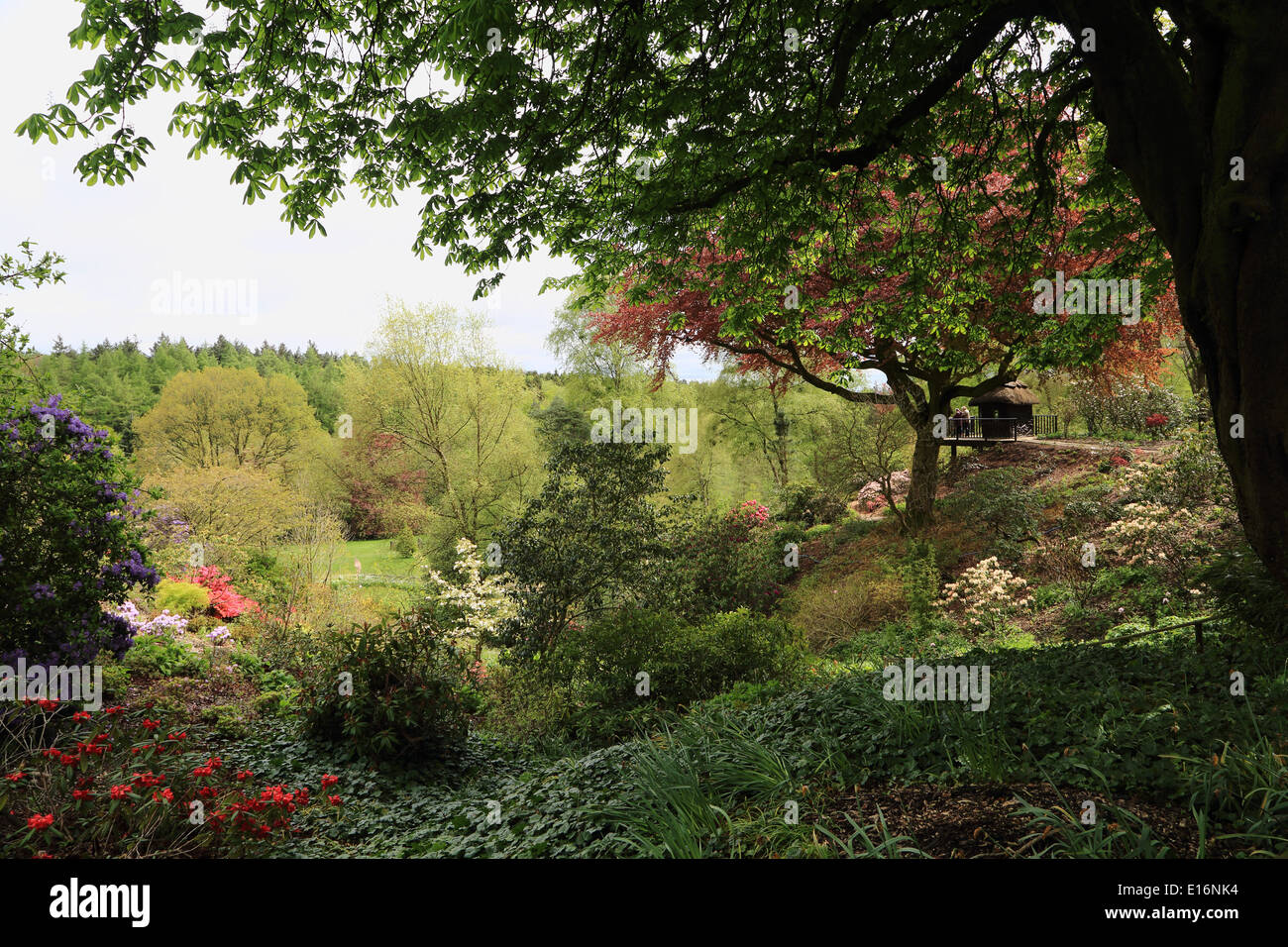 The Himalayan Garden Grewelthorpe Ripon Stock Photo - Alamy