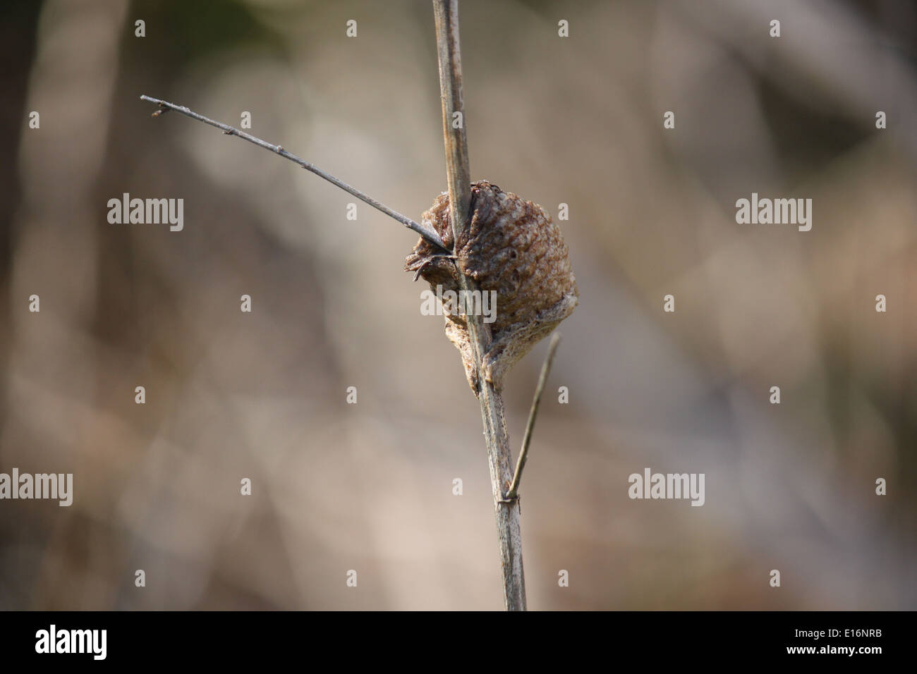 Ootheca hi-res stock photography and images - Alamy