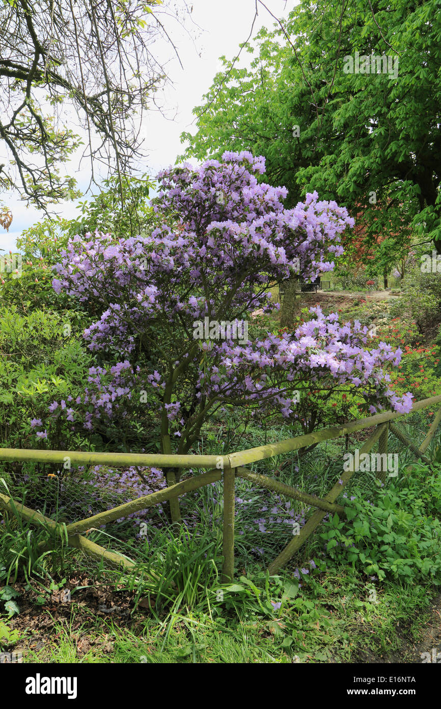 The Himalayan Garden Grewelthorpe Ripon Stock Photo - Alamy