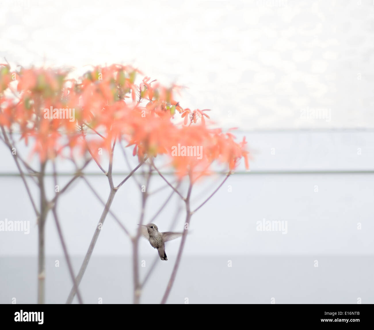 Small flying bird hi-res stock photography and images - Alamy