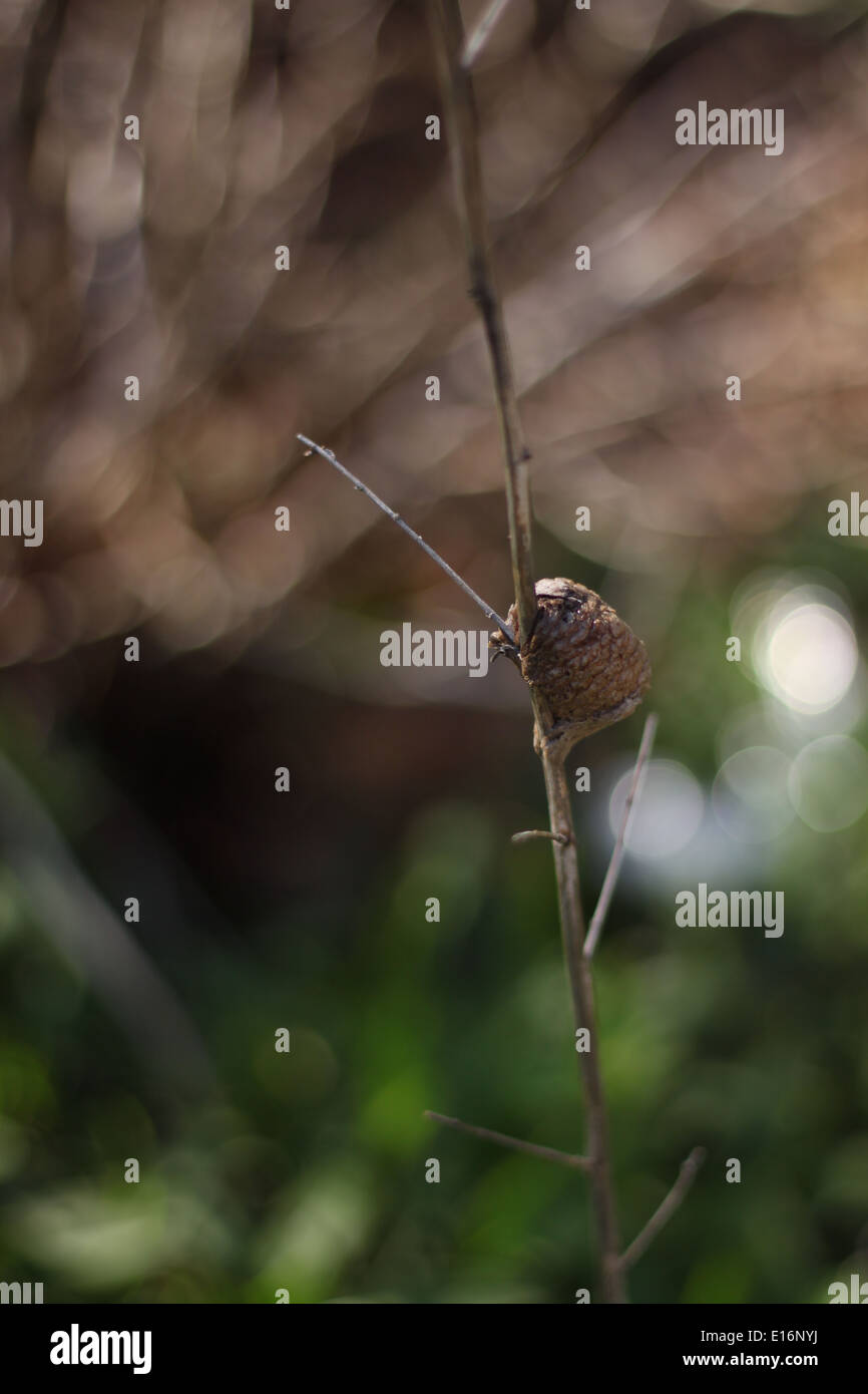 Mantis Ootheca High Resolution Stock Photography and Images - Alamy
