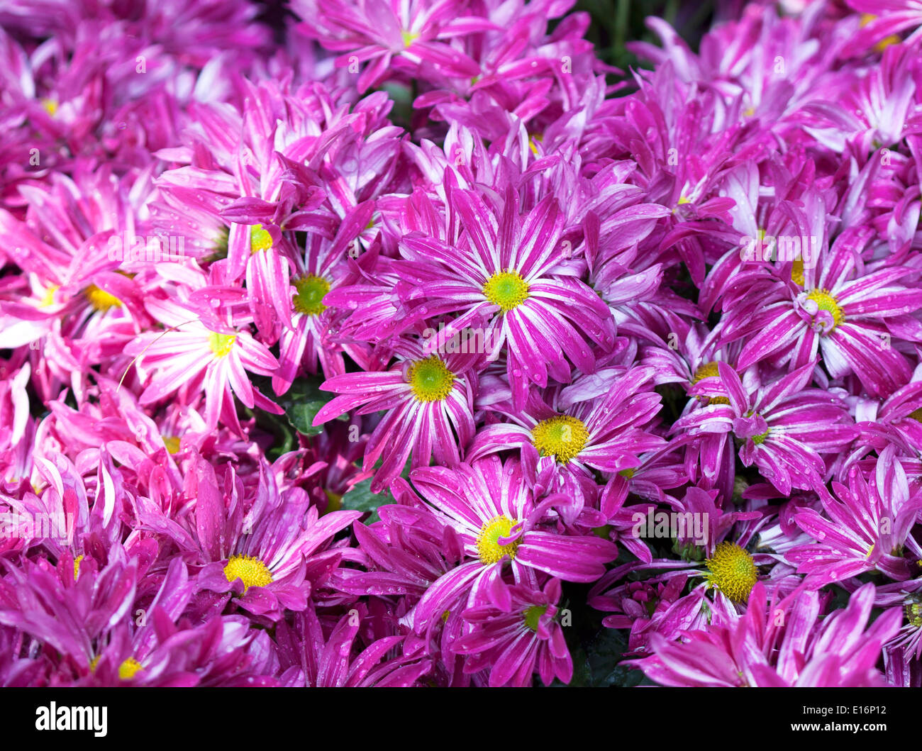 Beautiful spring flowers in full bloom beautiful pink flower Stock ...