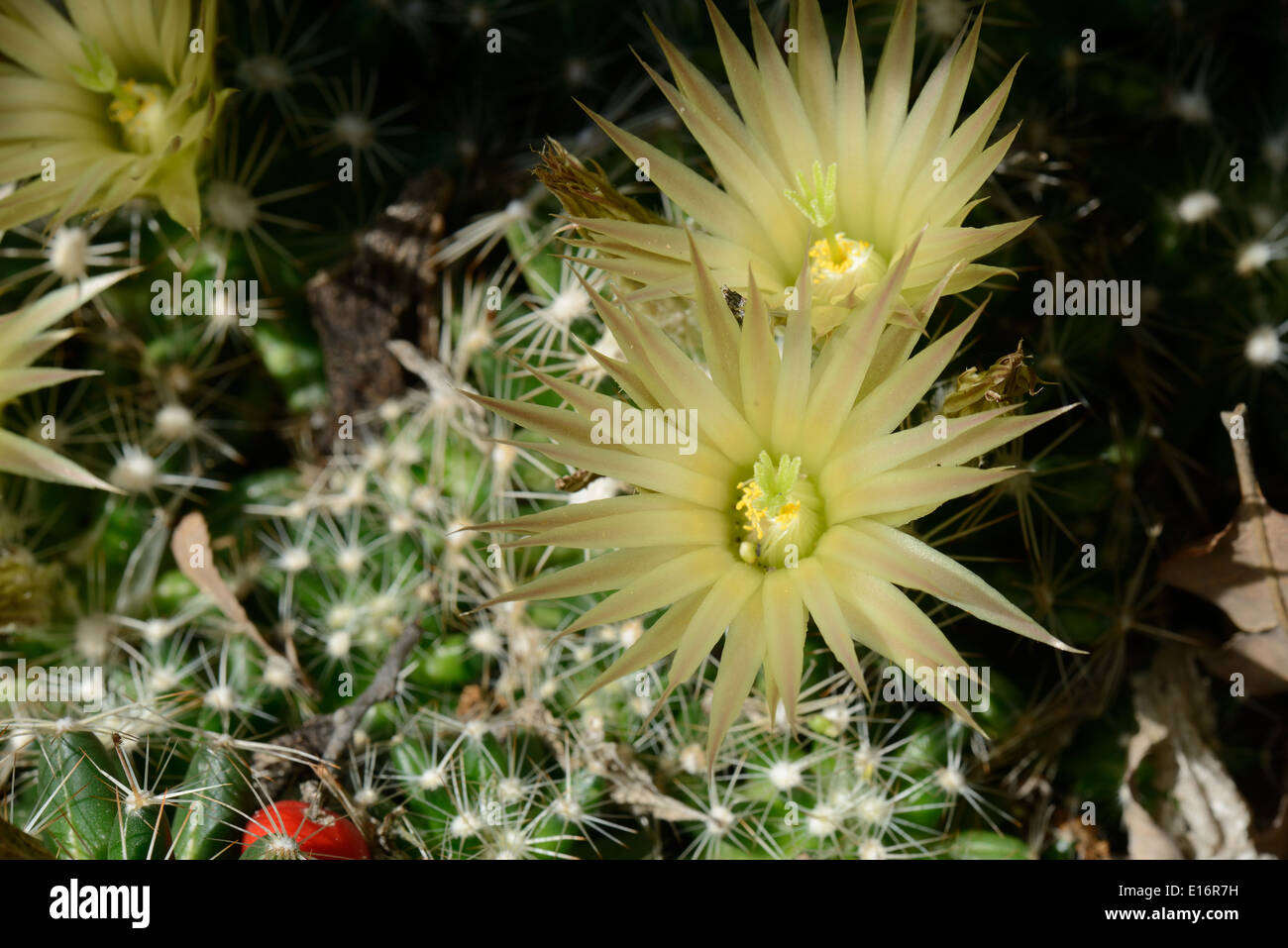Plains Nipple Cactus bloom Stock Photo - Alamy