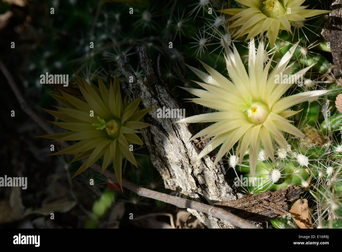 Plains Nipple Cactus bloom Stock Photo - Alamy