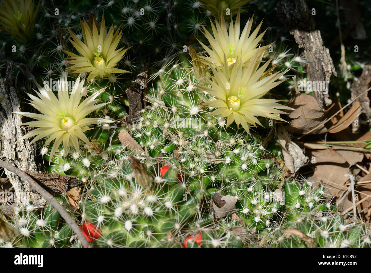 Plains Nipple Cactus bloom Stock Photo - Alamy