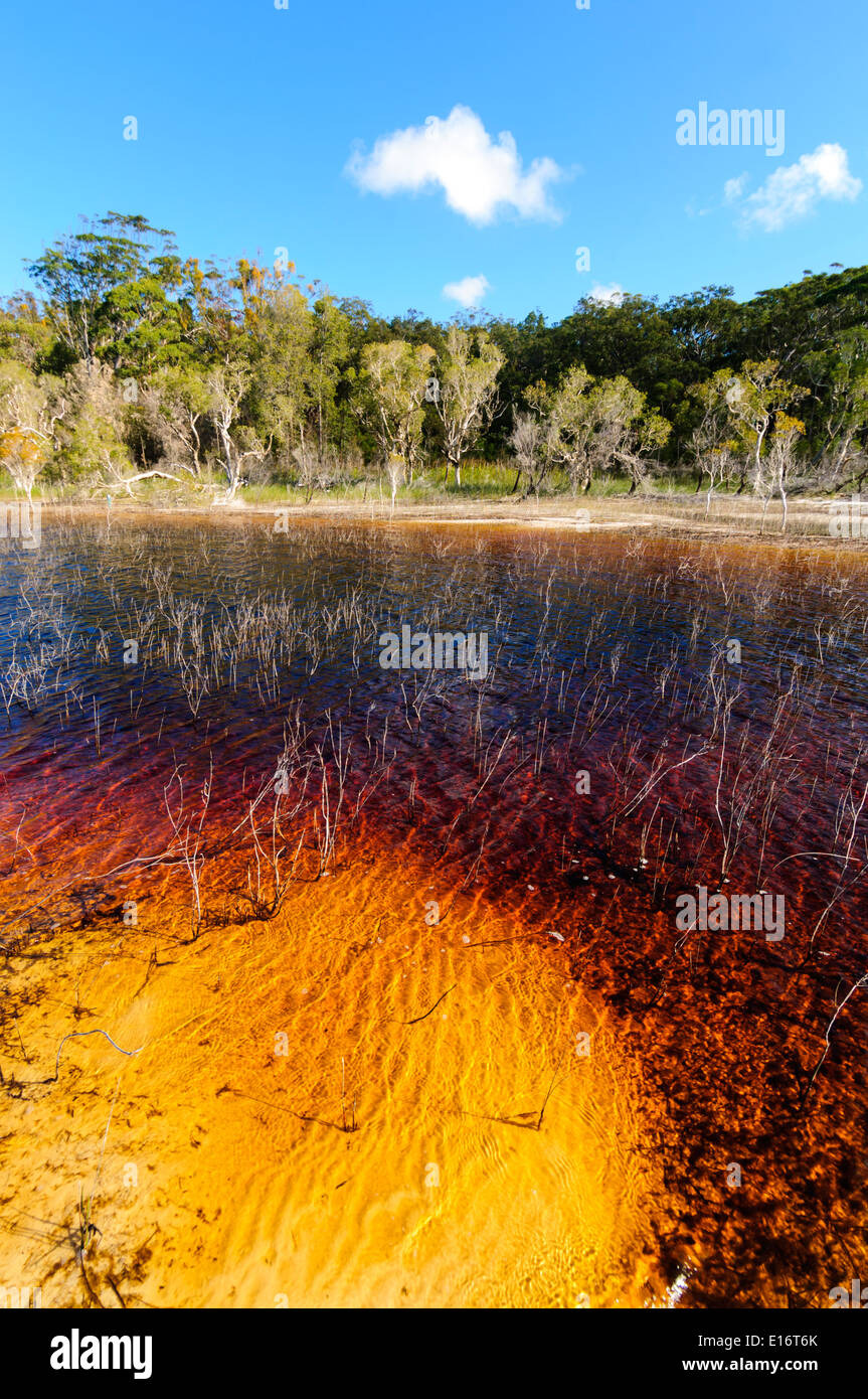 Lake Boomanjin, on Fraser Island, is fed by creeks passing through a ...