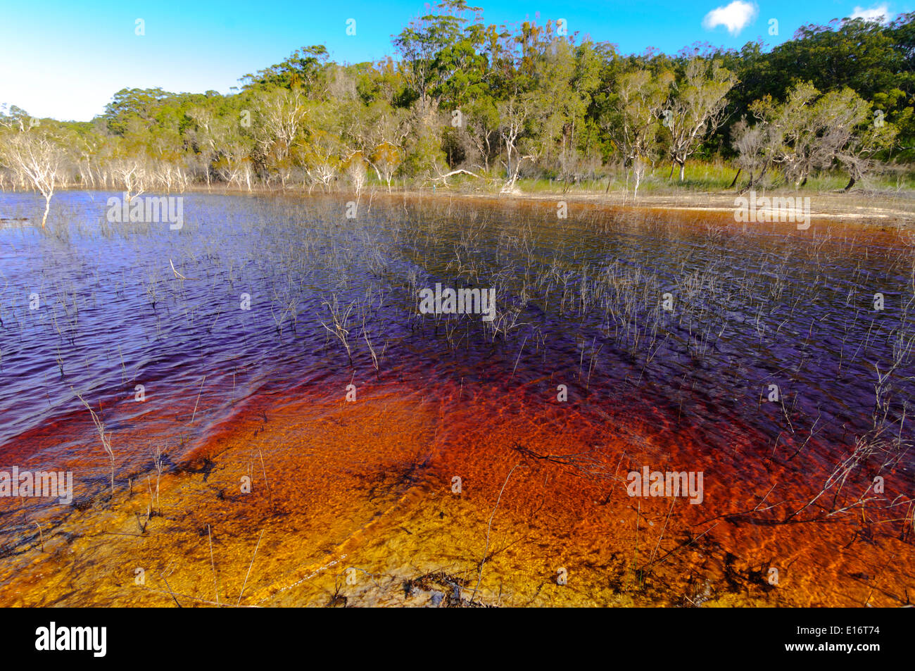 Lake Boomanjin, on Fraser Island, QLD, is fed by creeks passing through ...