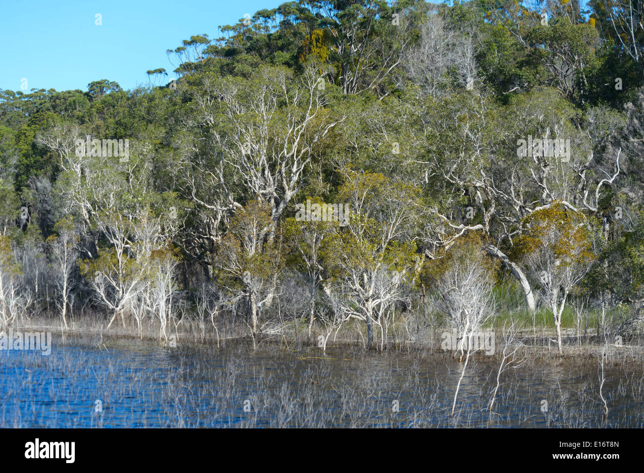 Paperbark Teatrees (Melaleuca quinquenervia) - Lake Boomanjin - Fraser ...