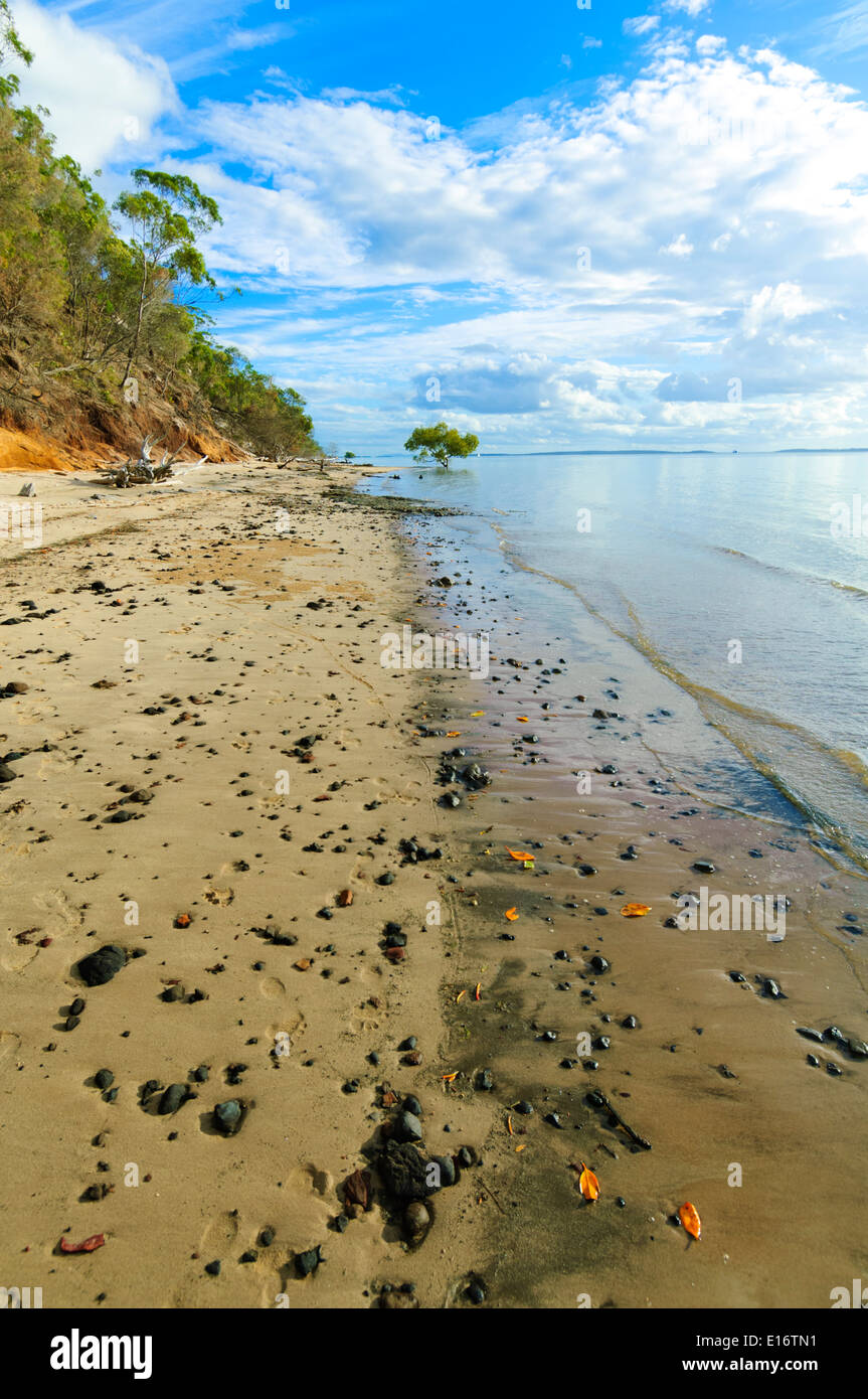 Grey Mangrove High Resolution Stock Photography and Images - Alamy
