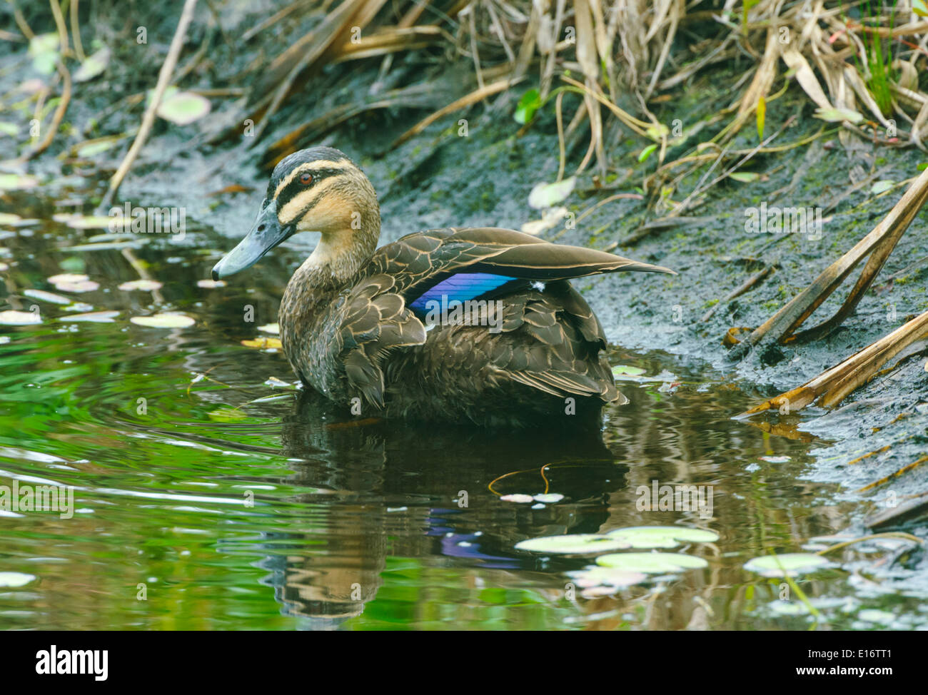 Pacific Black Duck (Anas superciliosa), Fraser Island, Queensland, QLD ...