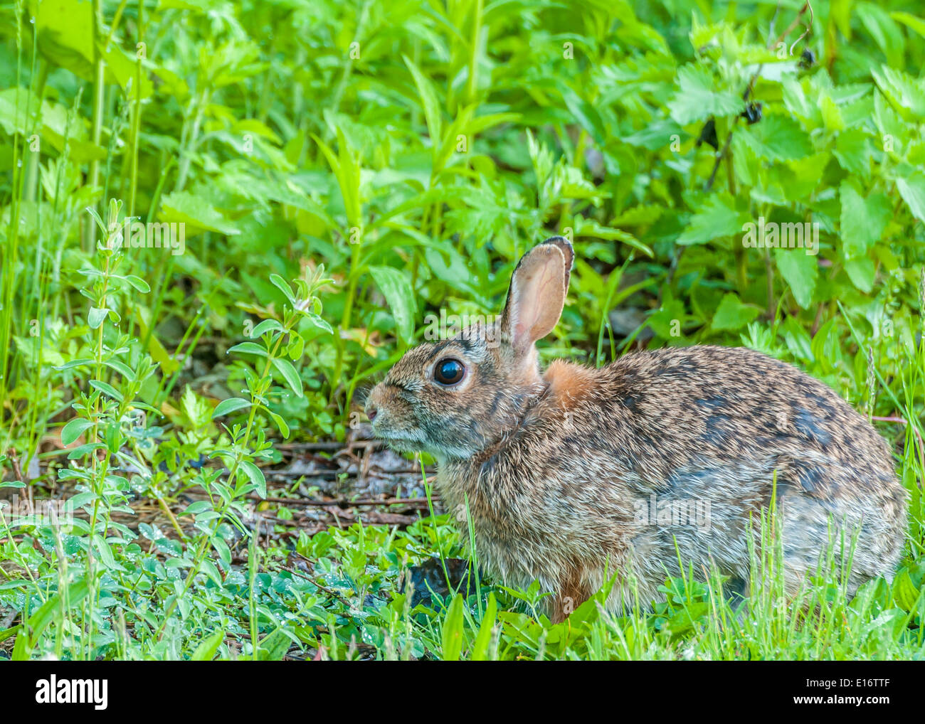 Cottontail Rabbit Stock Photos & Cottontail Rabbit Stock Images - Alamy