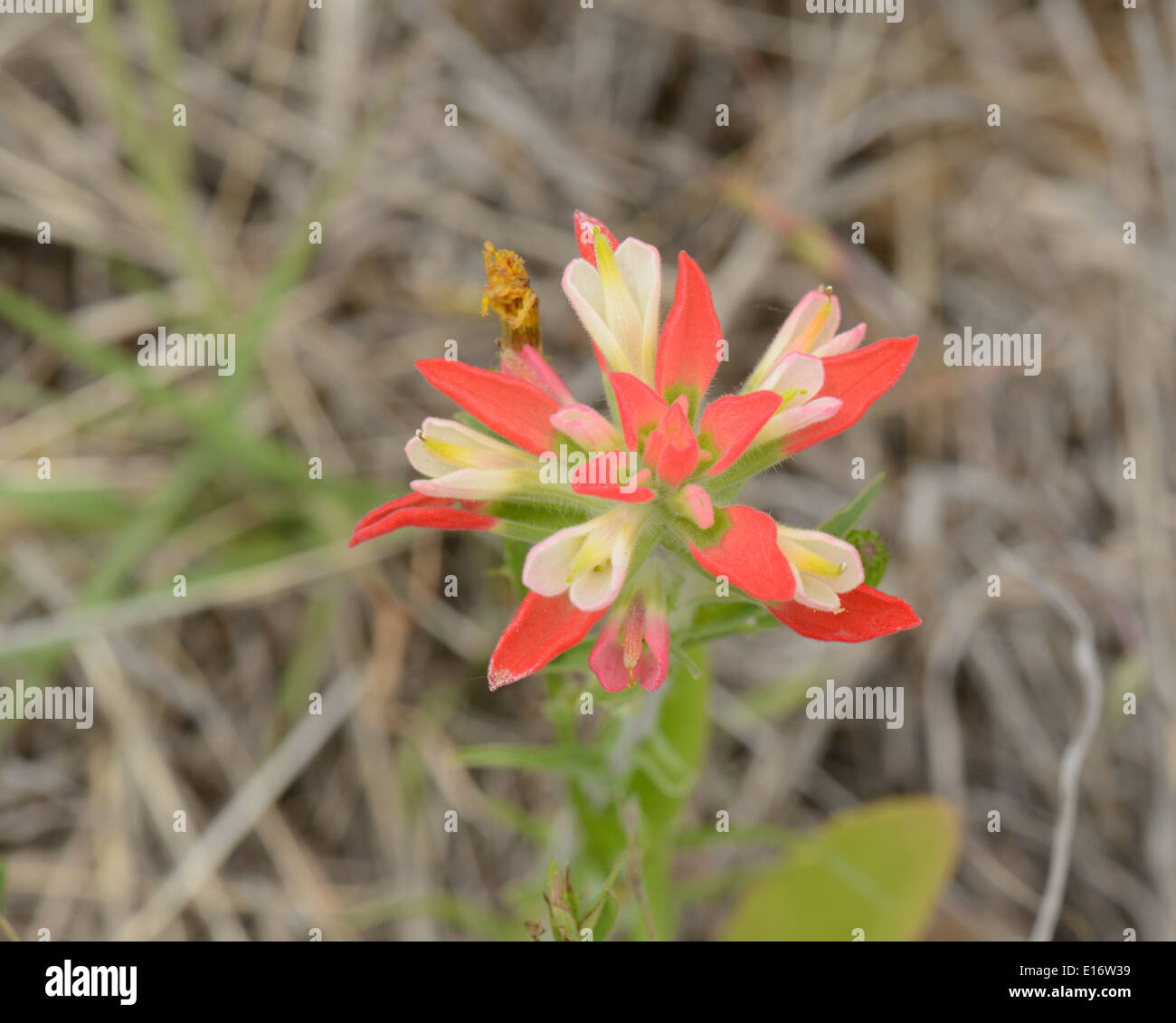 Scarlet indian paintbrush hi-res stock photography and images - Alamy