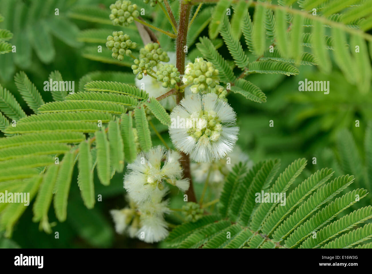 Fern acacia hi-res stock photography and images - Alamy