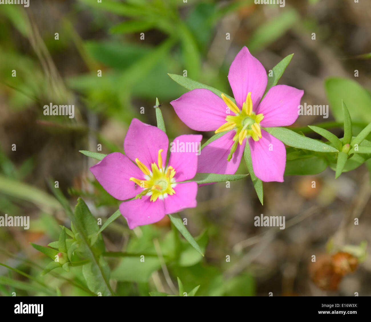 Rose gentian hi-res stock photography and images - Alamy