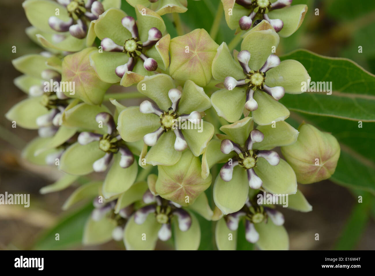 Asclepias viridiflora hi-res stock photography and images - Alamy