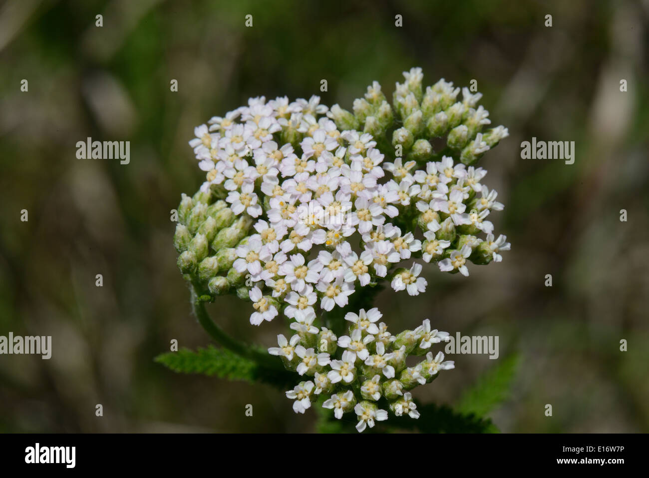 Common yarrow hi-res stock photography and images - Alamy