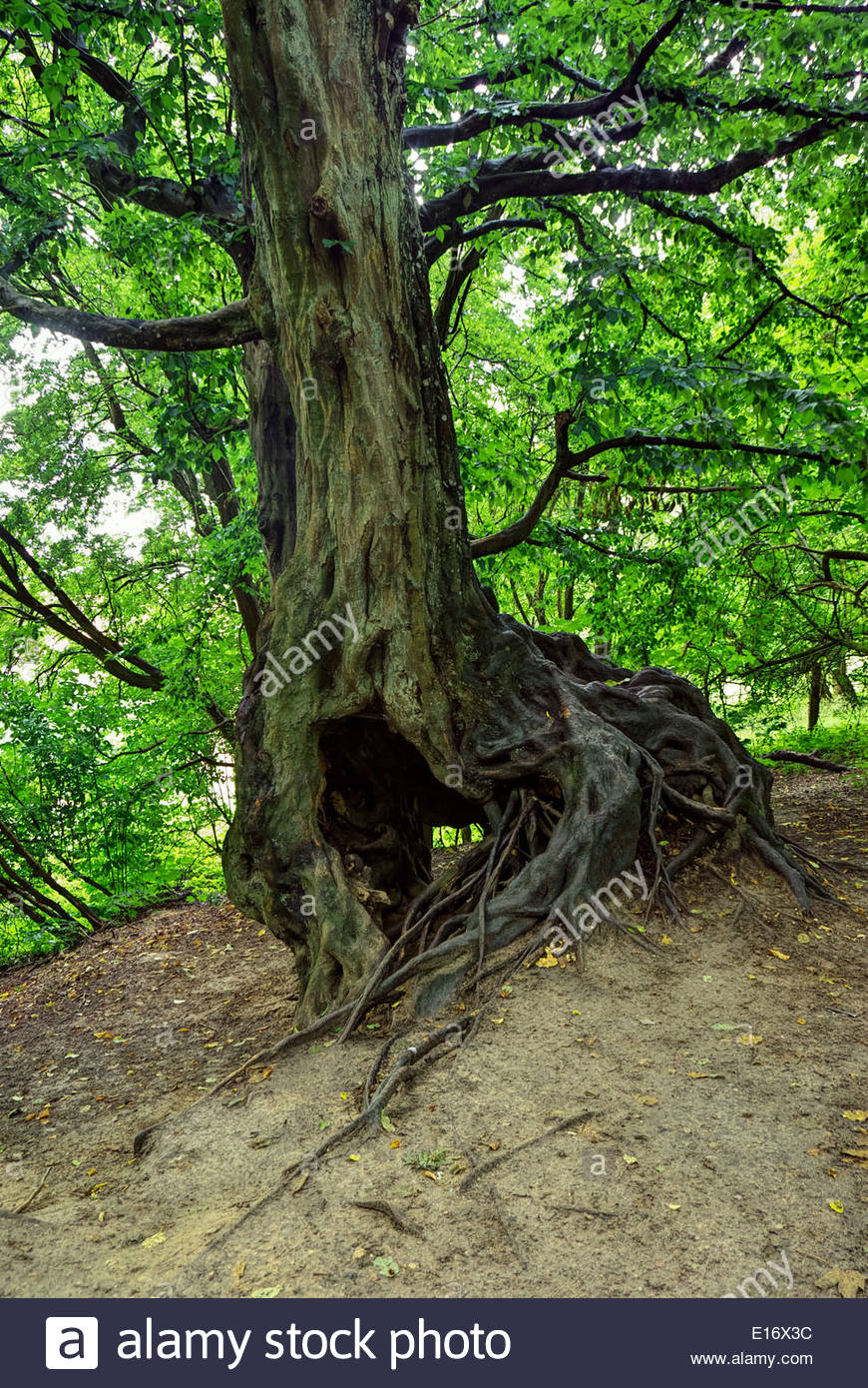 Gnarls Stock Photos & Gnarls Stock Images - Alamy